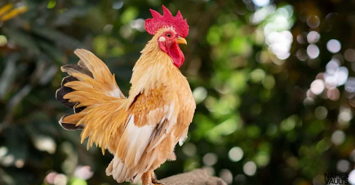 330+ Chicken Names to Fit Every Personality - Names Vaults