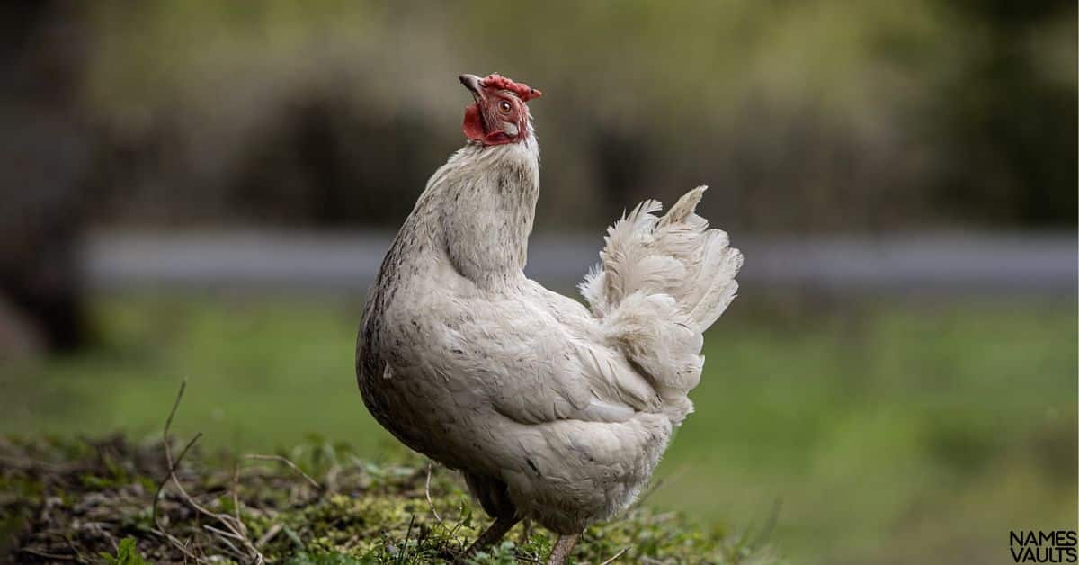 330+ Chicken Names to Fit Every Personality - Names Vaults