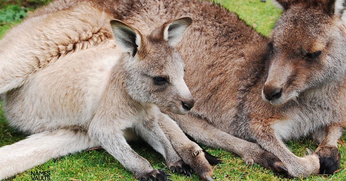 362+ Cute, Funny, and Unique Kangaroo Names - Names Vaults