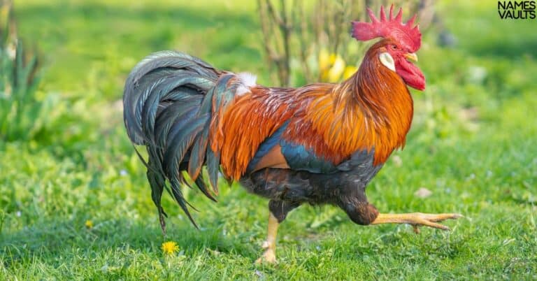 330+ Chicken Names to Fit Every Personality - Names Vaults