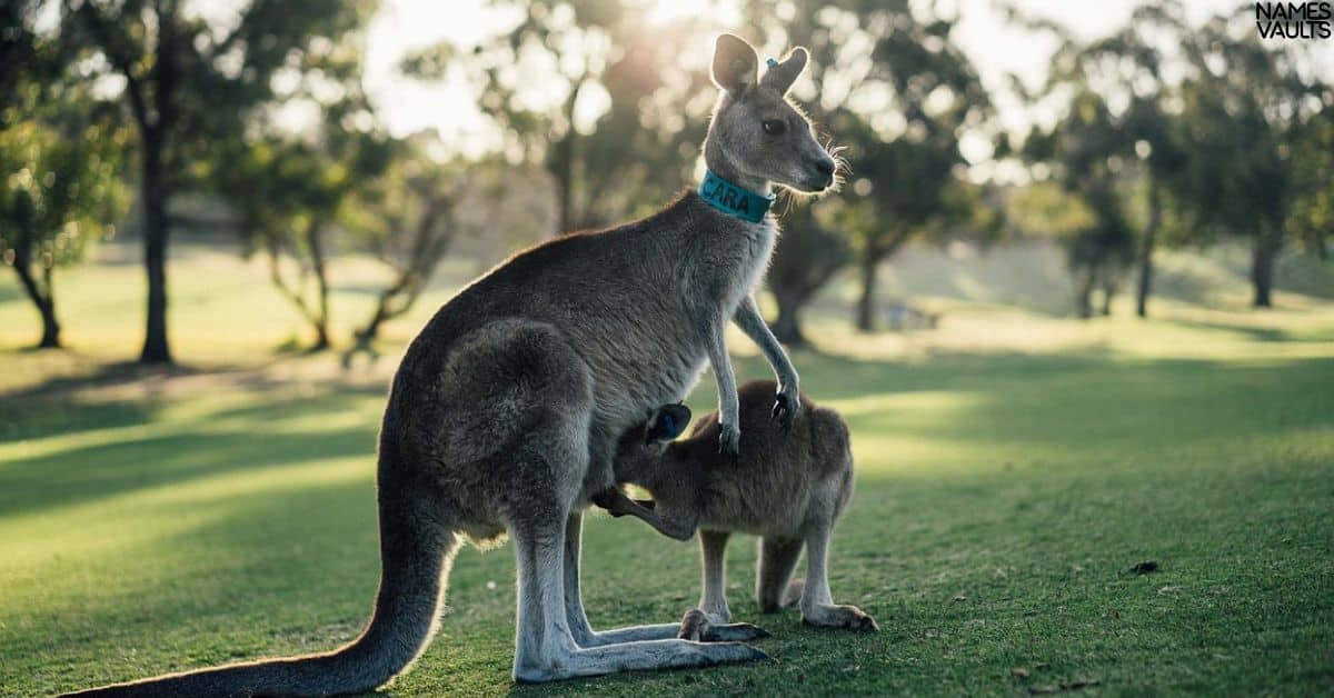 362+ Cute, Funny, and Unique Kangaroo Names - Names Vaults