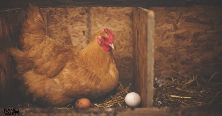 330+ Chicken Names to Fit Every Personality - Names Vaults