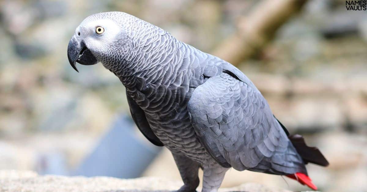 298+ Parrot Names to Match Every Feather and Personality - Names Vaults