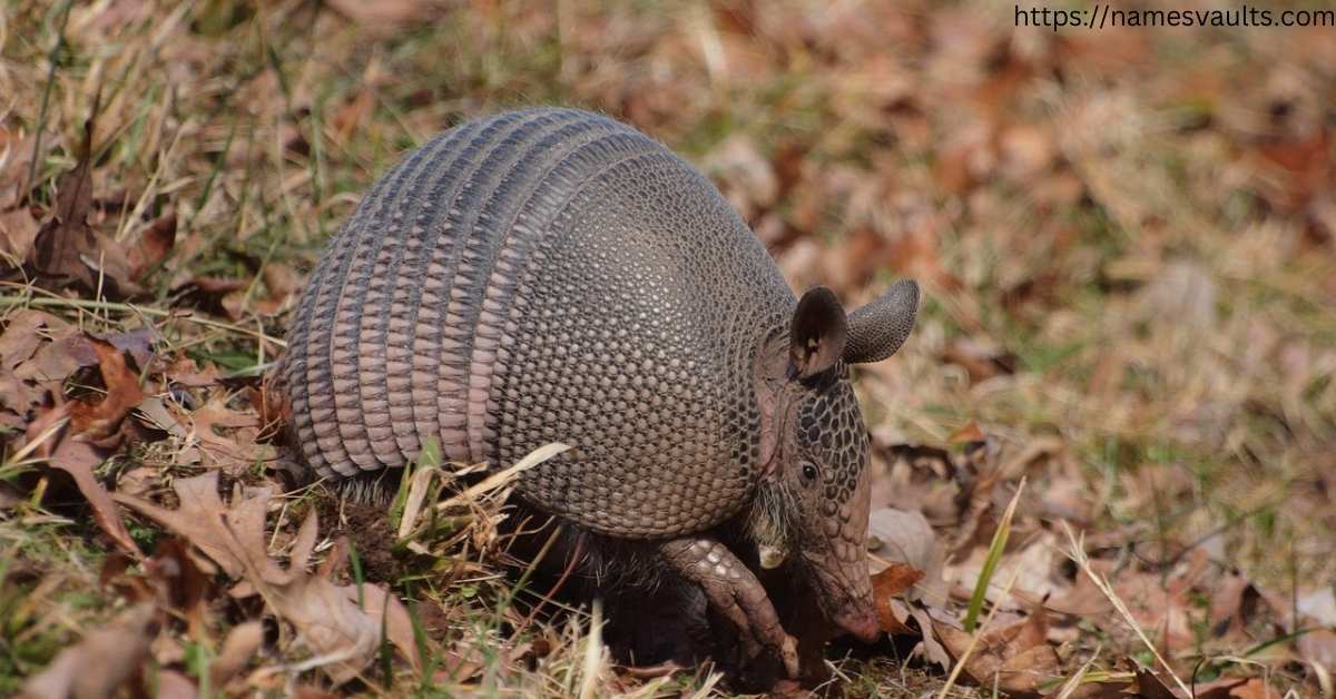 265+ Armadillo Names: Unique & Cute Ideas for Your Pet - Names Vaults