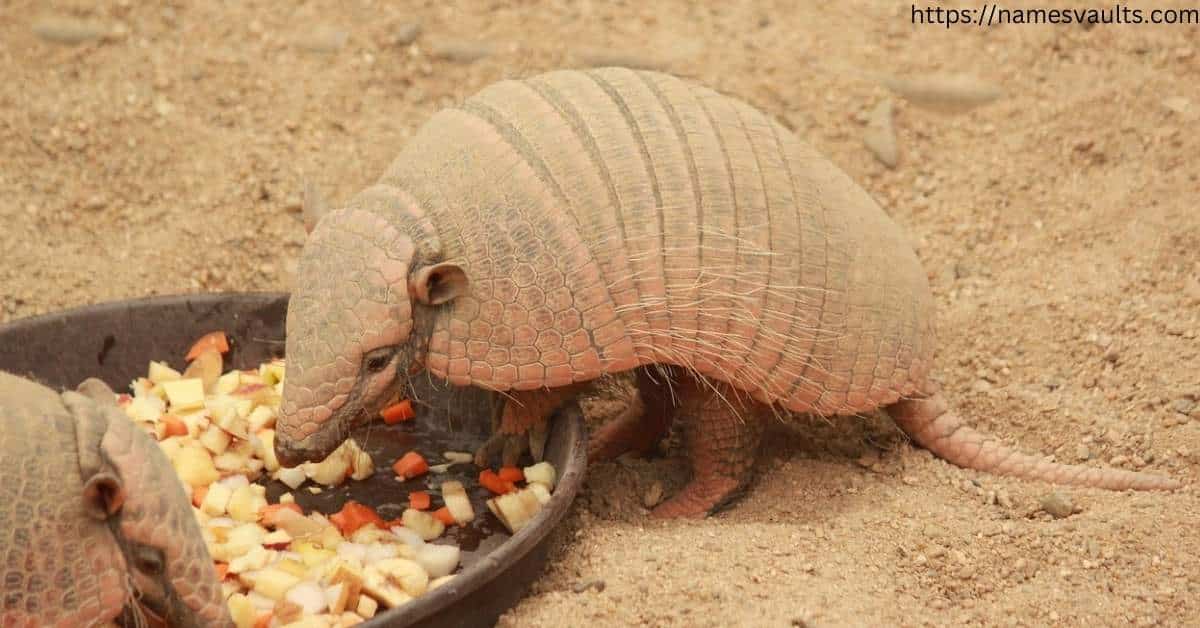 265+ Armadillo Names: Unique & Cute Ideas for Your Pet - Names Vaults