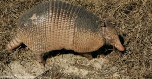 265+ Armadillo Names: Unique & Cute Ideas for Your Pet - Names Vaults