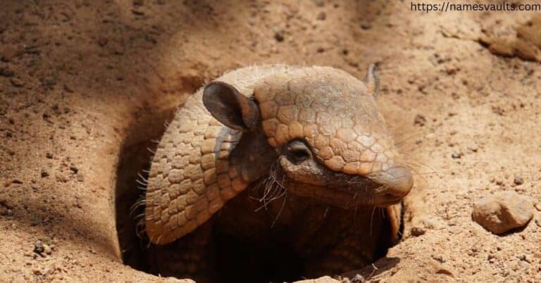 265+ Armadillo Names: Unique & Cute Ideas for Your Pet - Names Vaults